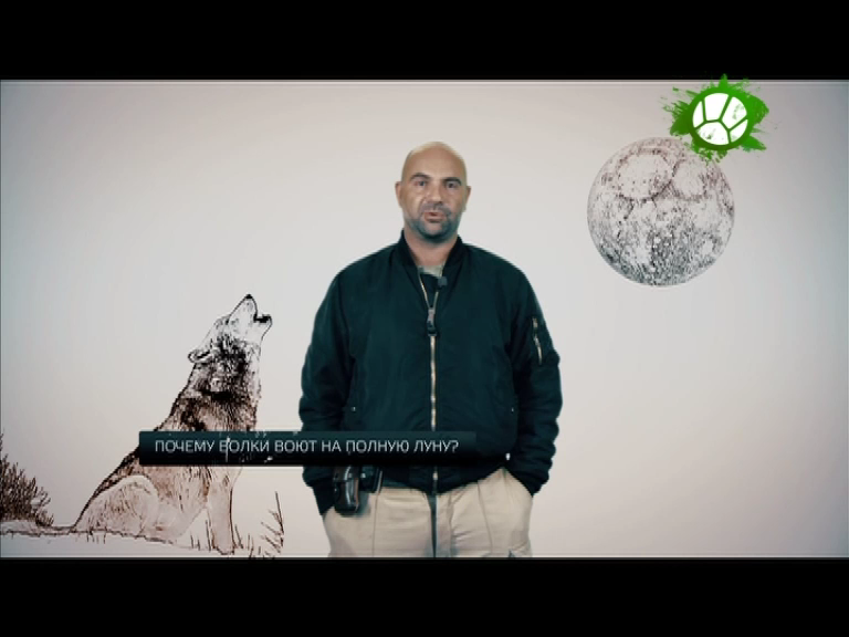 Почему волки воют на полную луну?