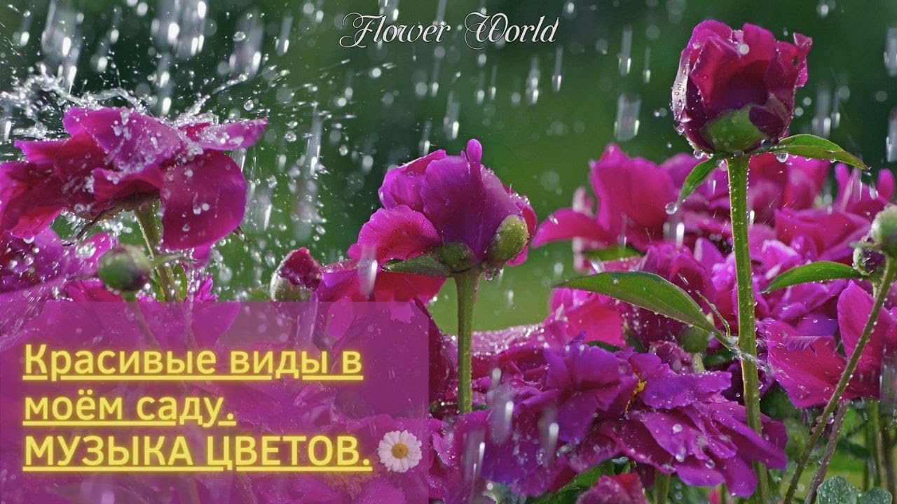 Красивые виды в моём саду. МУЗЫКА ЦВЕТОВ. Под спокойную музыку для души.