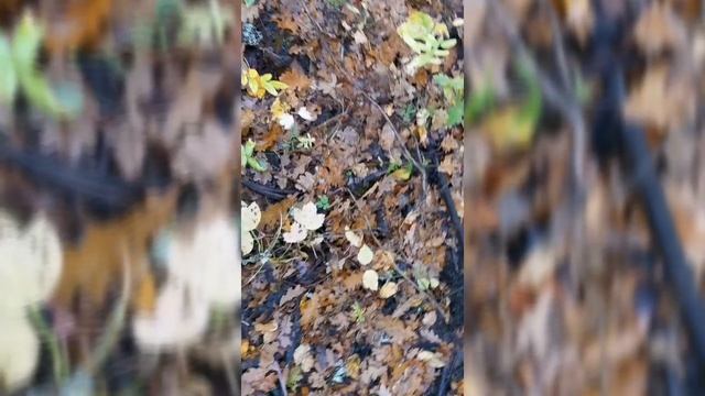 Чайник собирает грибы