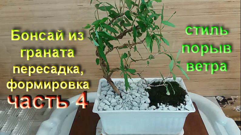 4.Пересадка и формировка бонсай стиль ФУКИНАГАШИ согнутый ветром часть 4 FUKINAGASHI style bent by t