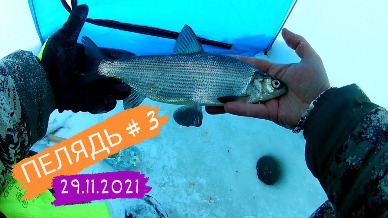 ПЕЛЯДЬ-3 Полноватское ХМАО-Югра Белоярский  #рыбалкавсибири #зимняярыбалка
