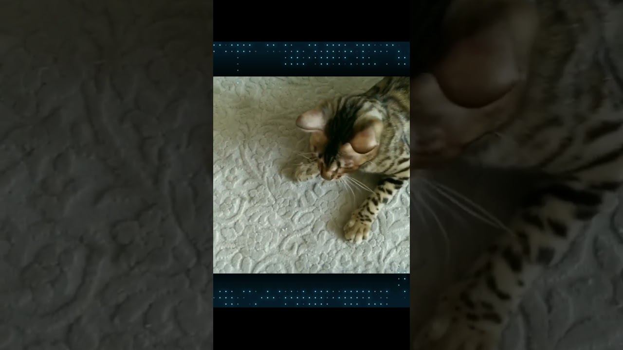 Кошки быстрее лазера #shorts #short #shortvideo #shortsvideo #кот #кошки #cat #cats #catlover