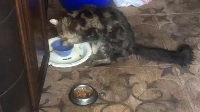 Мейн-кун - это крупнейшая порода кошек в мире.