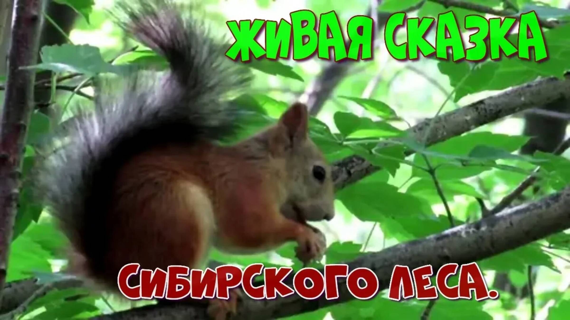 ТЫ НЕ ПОВЕРИШЬ!  Это живая сказка СИБИРСКОГО леса. Пообщайся с его обитателями.