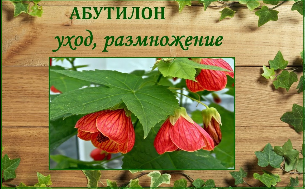 Абутилон (комнатный клен) уход и размножение