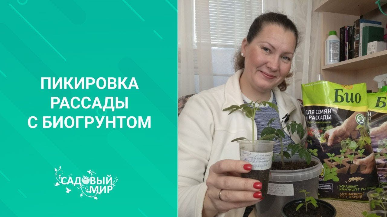 Пикировка или перевалка рассады. Что лучше для томатов? Перевалка с углублением.