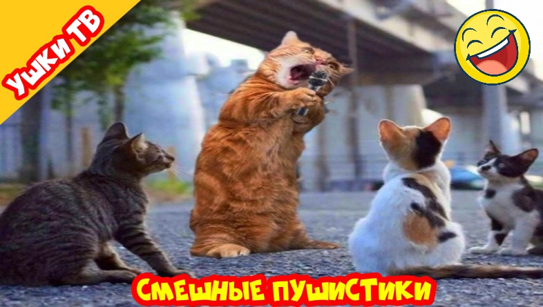 ?ПОПРОБУЙ НЕ ЗАРЖАТЬ?СМЕШНЫЕ КОТИКИ СОБАЧКИ И ДРУГИЕ ЖИВОТНЫЕ?