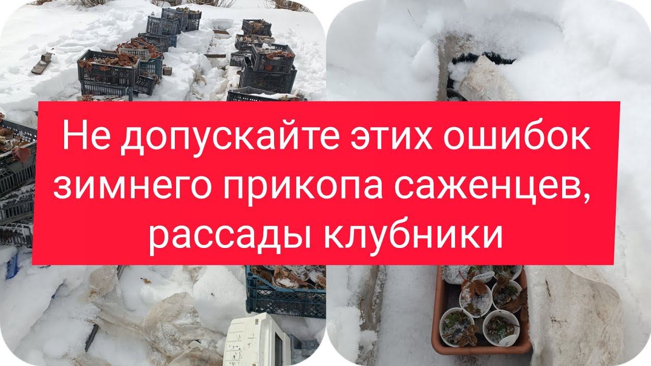 Не допускайте этих ошибок зимнего прикопа саженцев, рассады клубники.