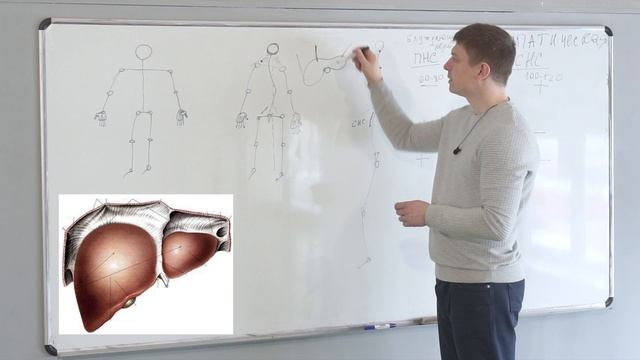 Влияние искривления позвоночника — сколиоза на органы