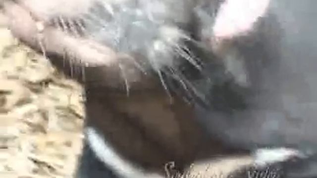 Прогулки по Австралии.wmv