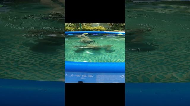 Бассейн, тренировка с гантелями