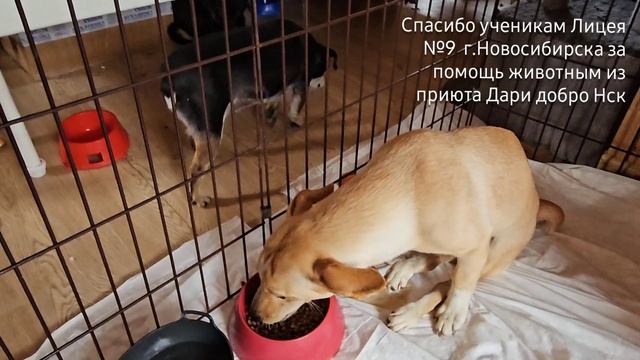 Дети помогли приюту для животных  Дари добро Нск.