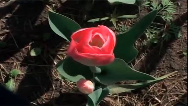 Послевоенная весна