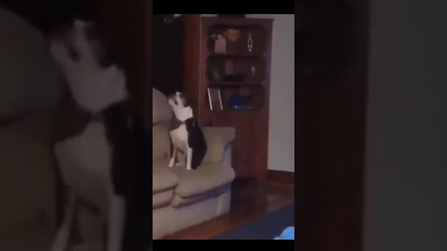 Funny animals 29#Shorts