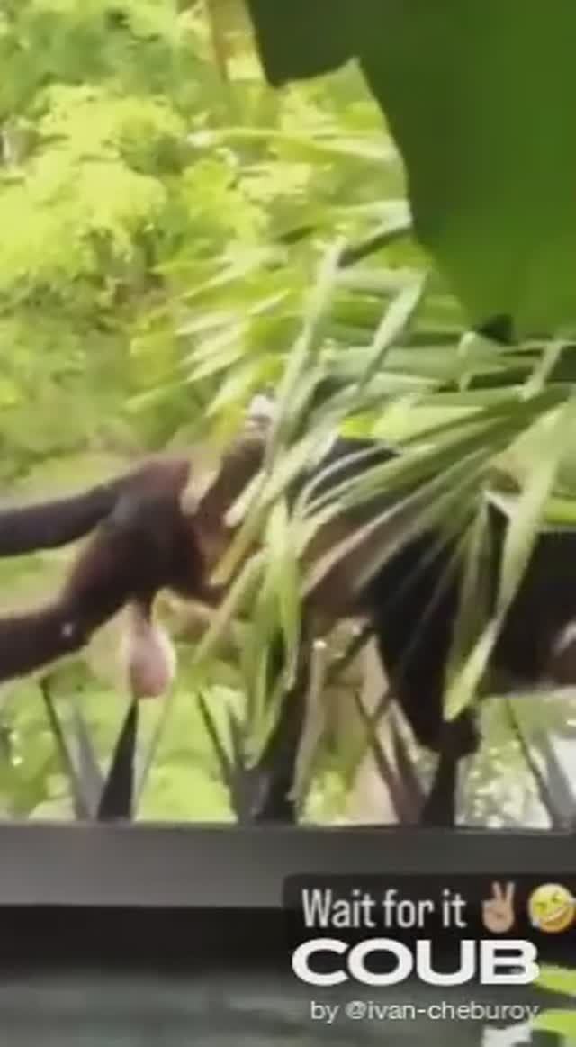 Побег из Африки. Дикие тропики