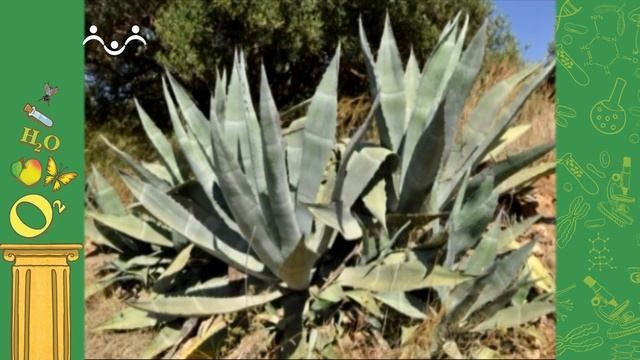 Академия Занимательных Наук. Биология. Как ходят улитки. Сизаль. Речной жемчуг