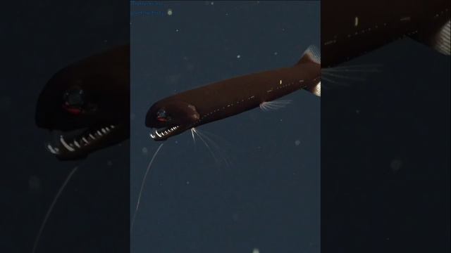 Aristostomias scintillans  или рыба Дракон