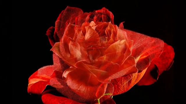 Сцена Цветок раскрылся. Футаж на альфа канале. Волшебное появление ребенка в цветке.