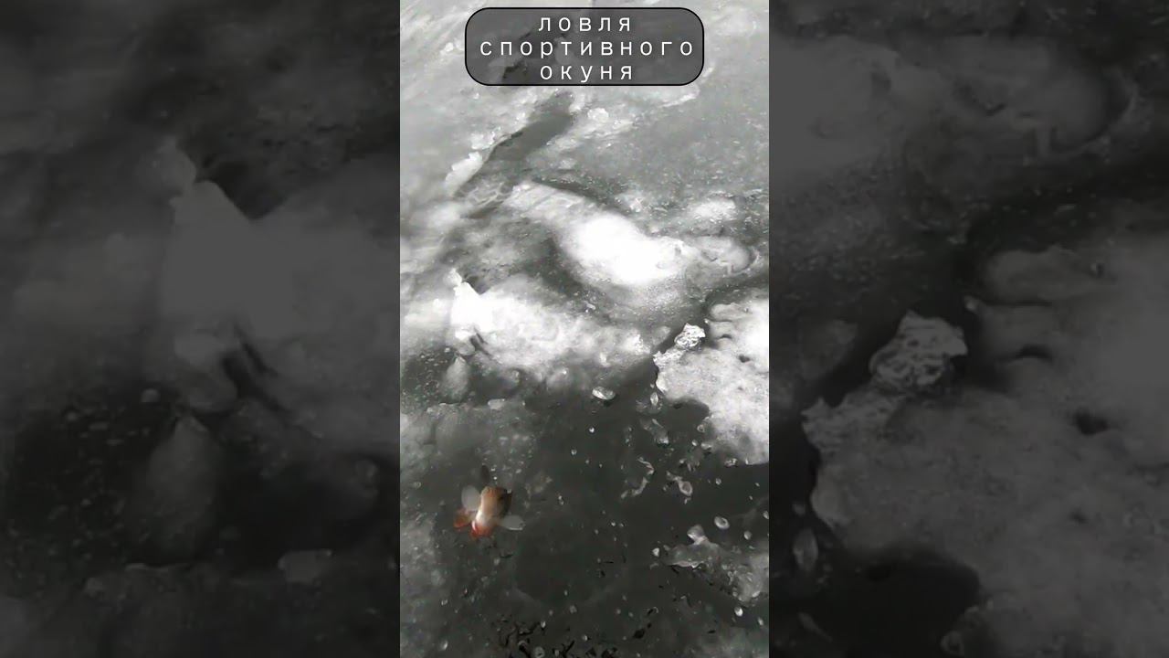 Блесна косит окуня  3 рыбы в минуту#Sorts