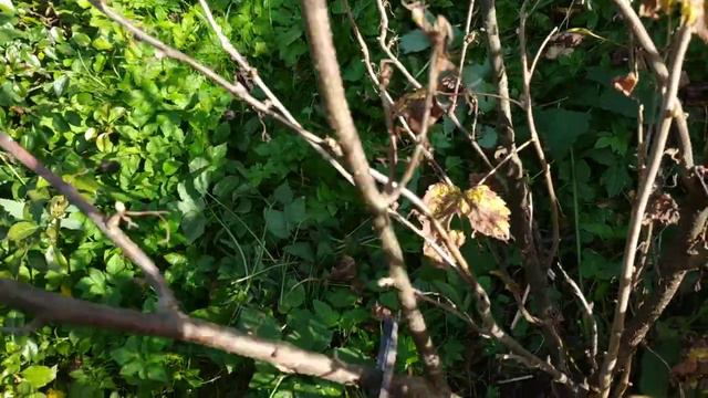 Омолаживание чёрной смородины