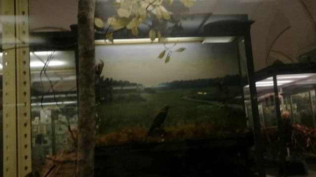 Зоологический музей Санкт-Петербург.