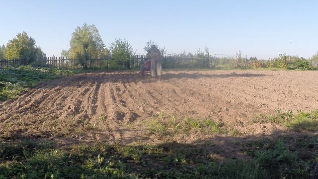 выравниваем поле   культиватор-бороной от МТЗ