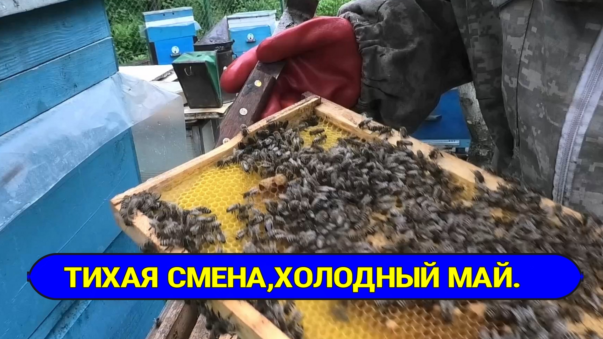 СВИЩЕВАЯ МАТКА КАКОЙ БУДЕТ РЕЗУЛЬТАТ