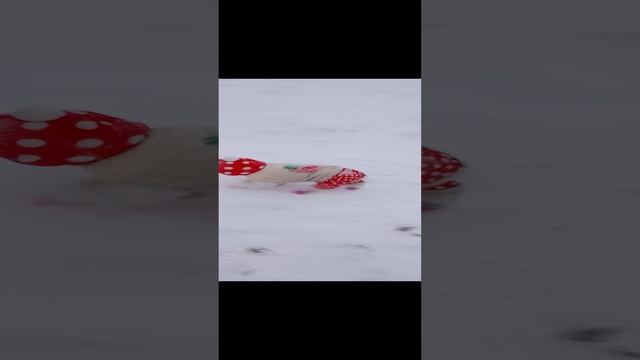 Кто это такой маленький и смешной и что он делает.mp4