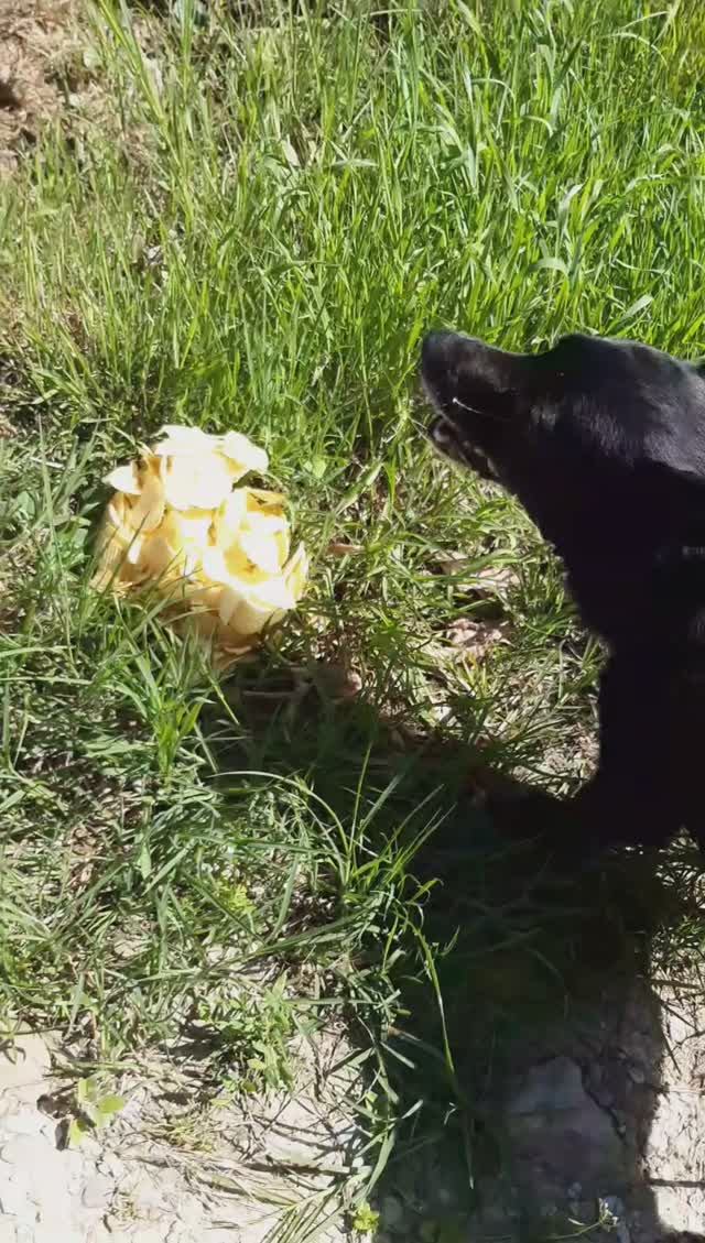 Чипы есть, гони за пивом!