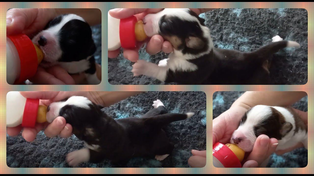 Кормление из рожка щенков вельш кори кардигана / Feeding Welsh corgi cardigan puppies