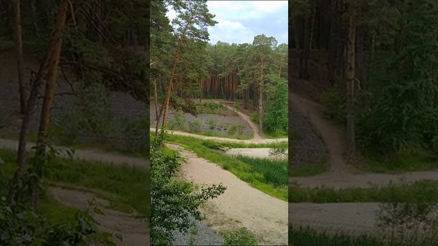 Лес и пение птиц.