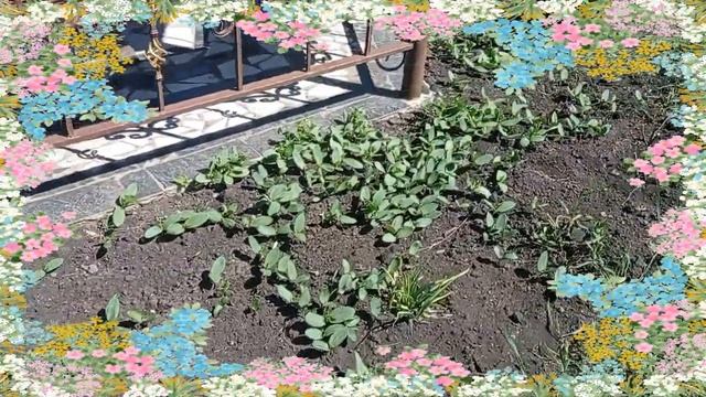 #как_украсить_беседку#вьюны_для_беседки#обустройство_сада  Беседка в СЕТКЕ!!!.mp4