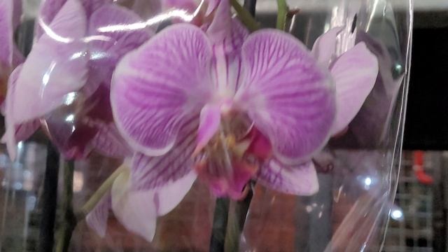 Очень много орхидей в уценке ОБИ.Обзор 28.05.2021