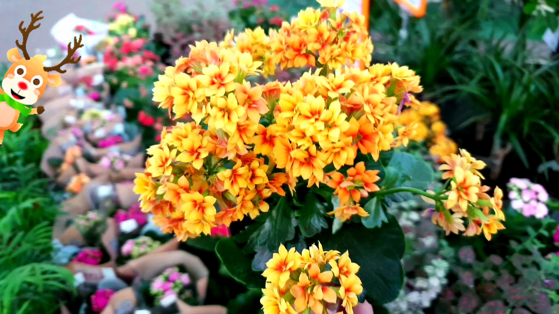 ☃️?ОБИ?Цветочная Красота к Новому Году?