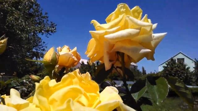 Летний вайб ??☀.mp4