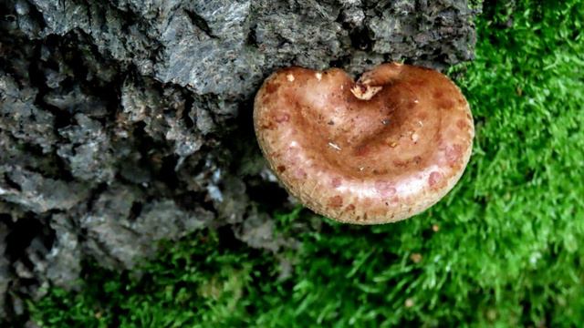 Лес трутовиков