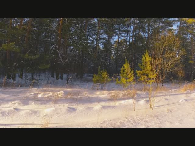 Зимний лес в декабре. Южная Сибирь.