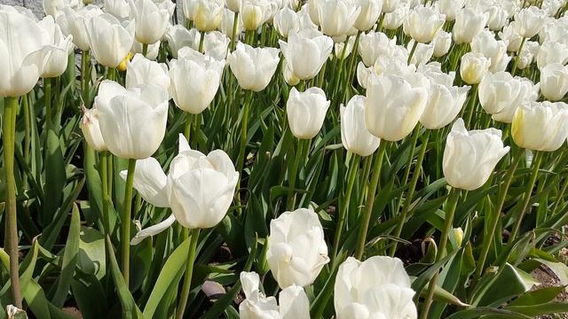 Белые тюльпаны
