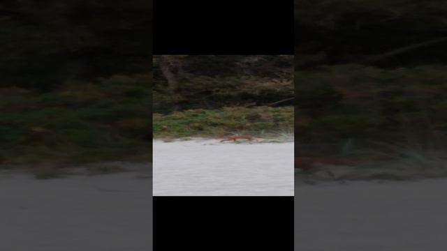 ЛИСА НА ПЛЯЖЕ