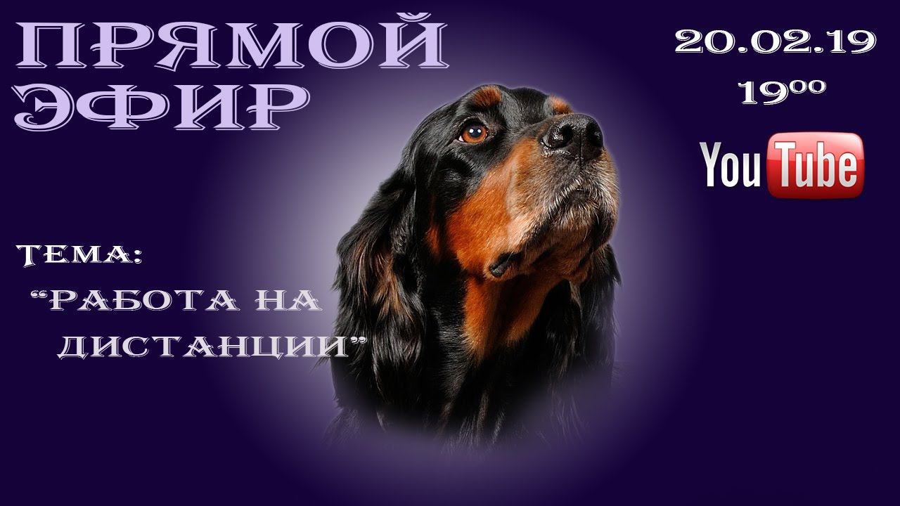 Среда натаски - работа на дистанции.