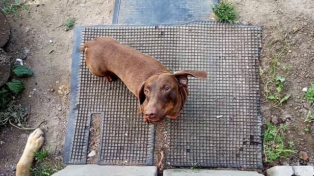 Пес Трезор лучший математик в селе Нижний Шкафт..mp4