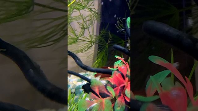 Самка аквариумной рыбки ищет корм