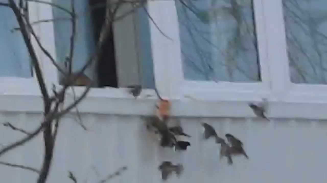 #1  Воробьи кушают