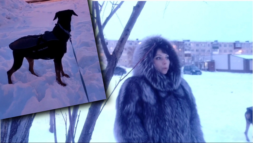 Доберман Лорд. Вечерняя прогулка. Мёрзнут лапы.