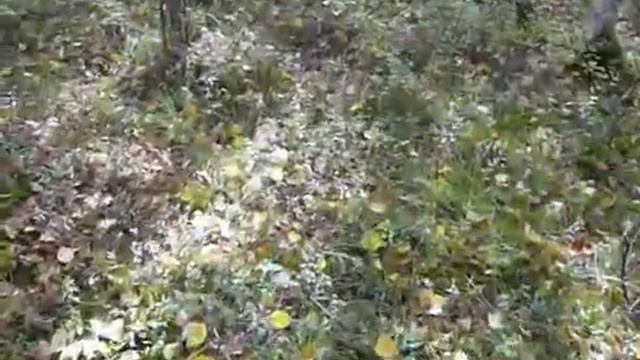 Ориентирование по природным признакам (пойма)