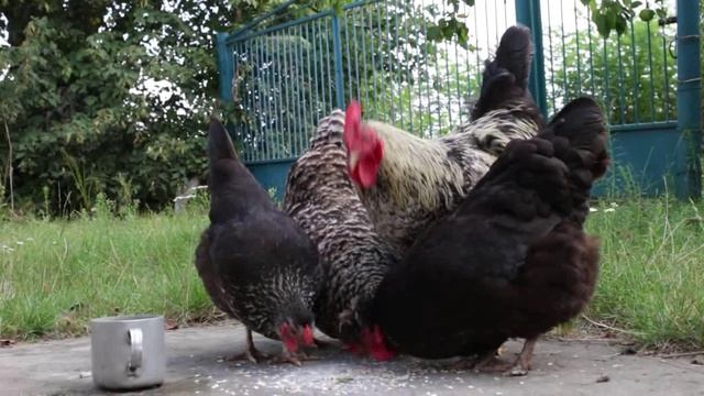 Коллекторский бред| разговоры с коллекторами