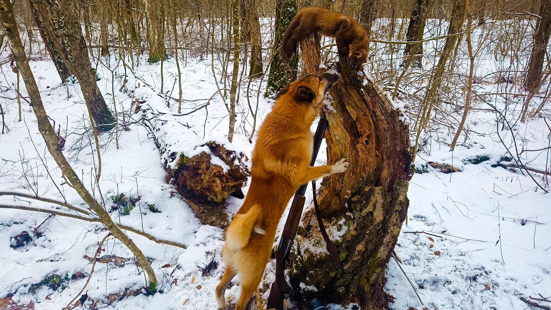 ОХОТА НА КУНИЦУ С ЛАЙКОЙ. ПЕРВАЯ КУНИЦА ЩЕНКА