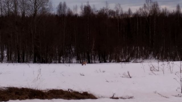 Лиса испуганно убежала от машины в поле