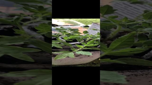 Ошибки в посадке рассады баклажана и перца . Огурцы в пакетах