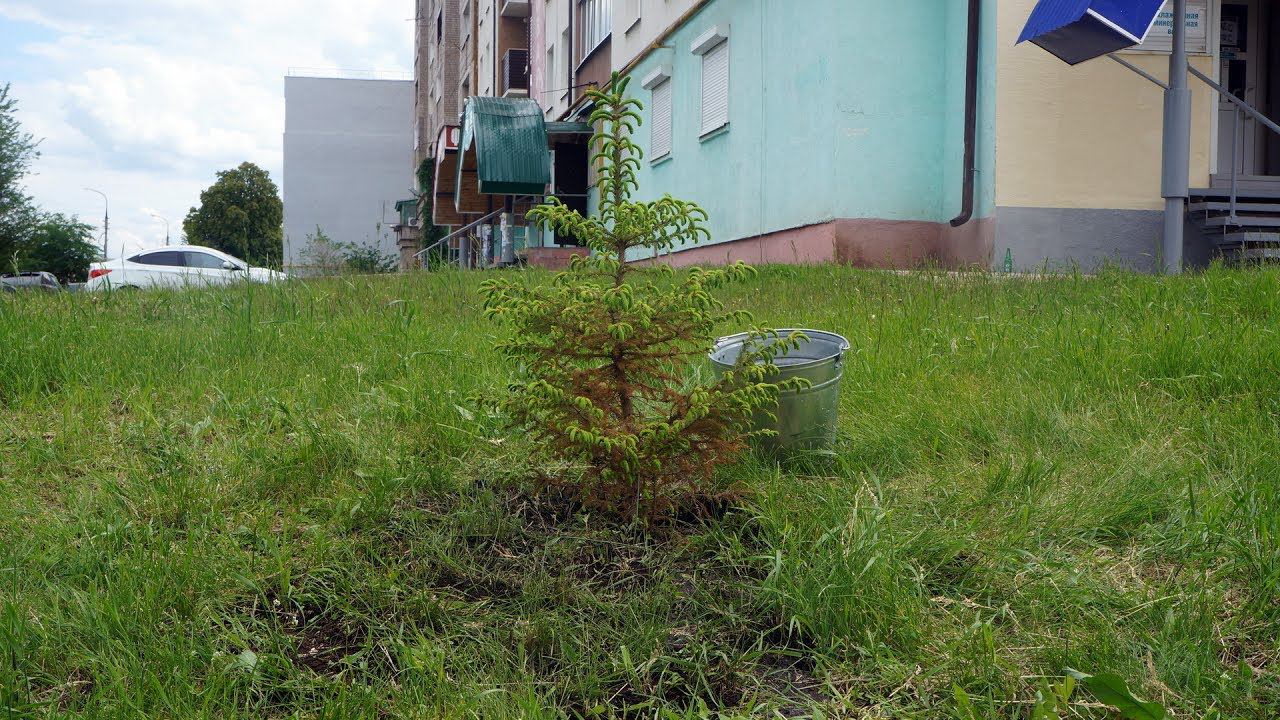 Посадили ёлочку у дома Вырастит ли? Семья Поляковых